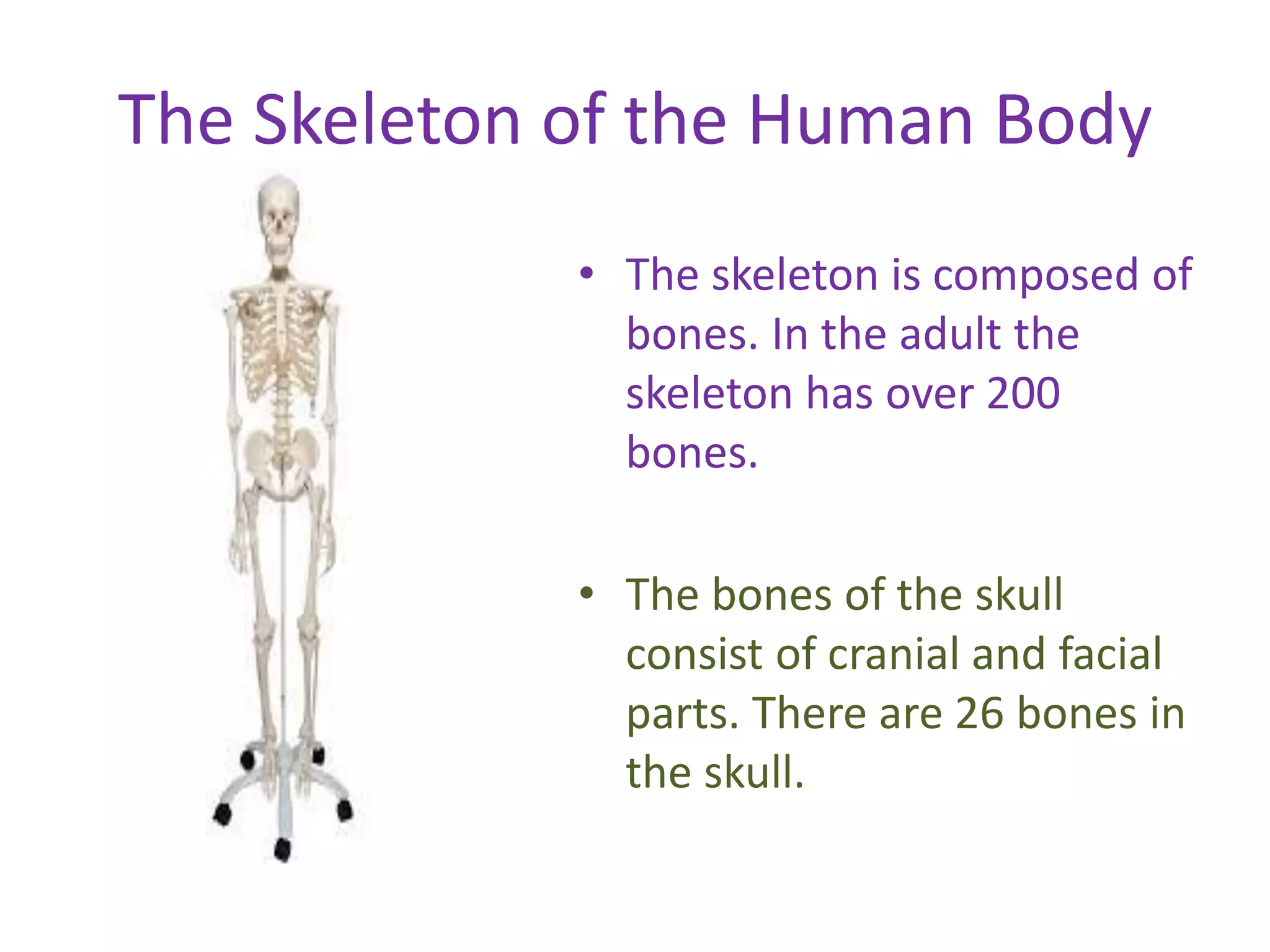 THE SKELETON OF THE HUMAN BODY.pdf