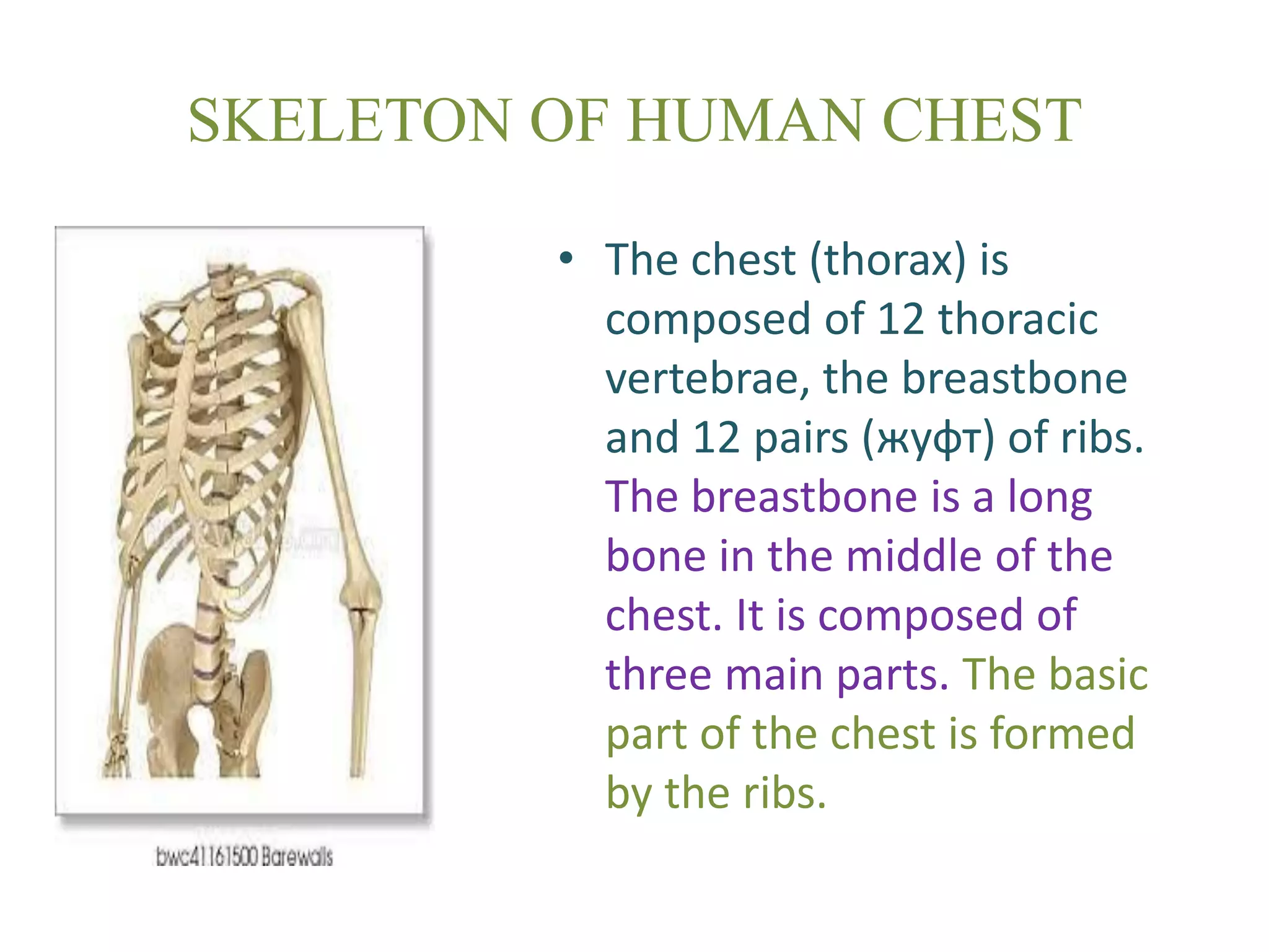 THE SKELETON OF THE HUMAN BODY.pdf