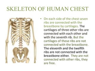 THE SKELETON OF THE HUMAN BODY.pdf