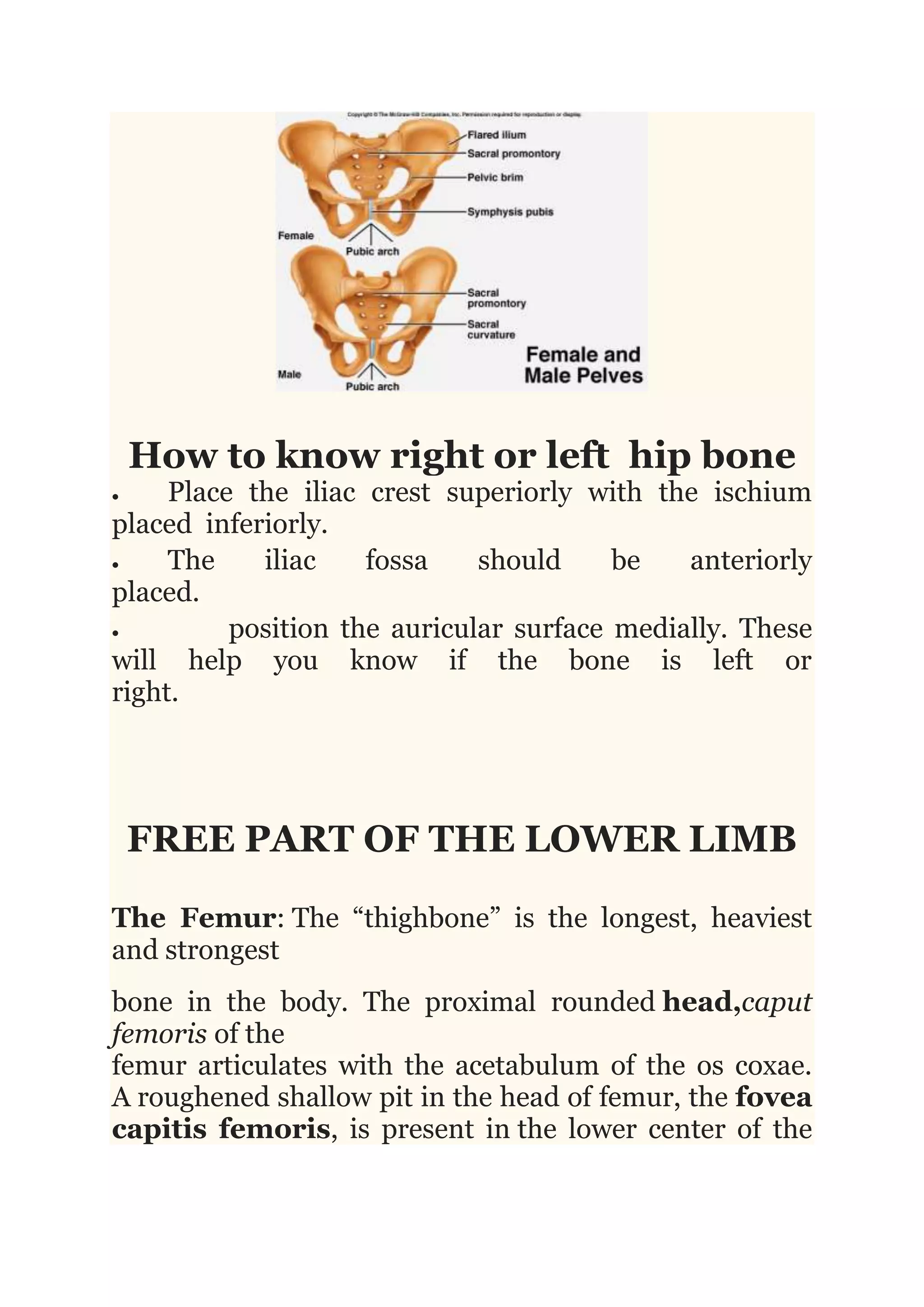 The skeleton of the lower limb | DOCX