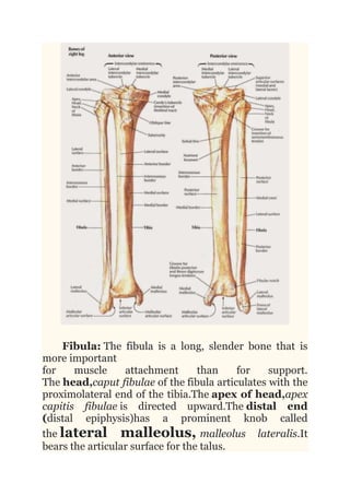 The skeleton of the lower limb | DOCX