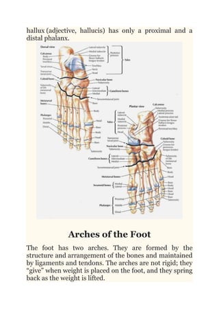 The skeleton of the lower limb | DOCX