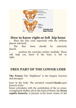 The skeleton of the lower limb | DOCX