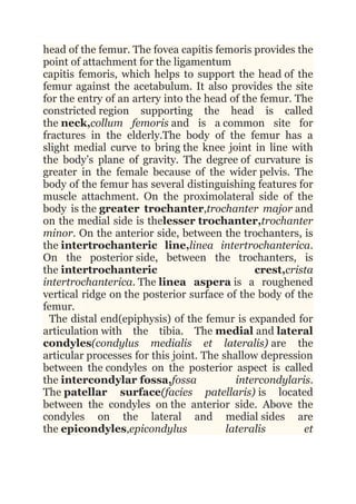 The skeleton of the lower limb | DOCX