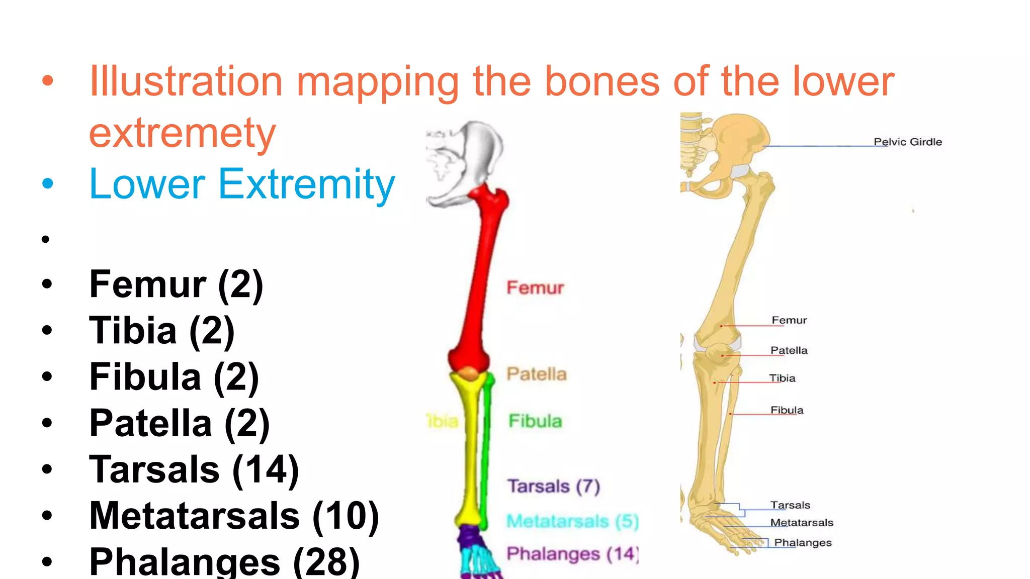 THE SKELETON SYSTEM ANATOMY AND PHYSIOLOGY SLIDESHARE | PPTX