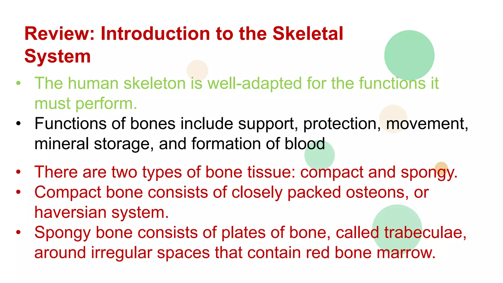 THE SKELETON SYSTEM ANATOMY AND PHYSIOLOGY SLIDESHARE | PPTX