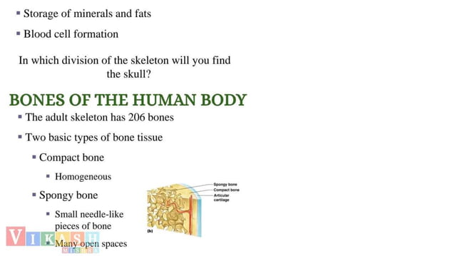 THE SKELETON SYSTEM ANATOMY AND PHYSIOLOGY SLIDESHARE | PPTX