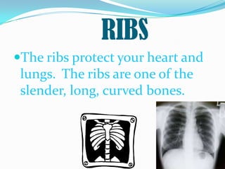 The skeleton system | PPT