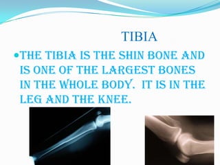 The skeleton system | PPT