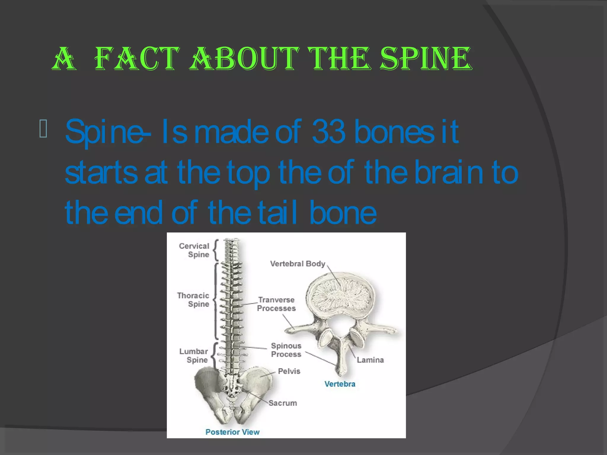 The skeleton system (1) | PPT
