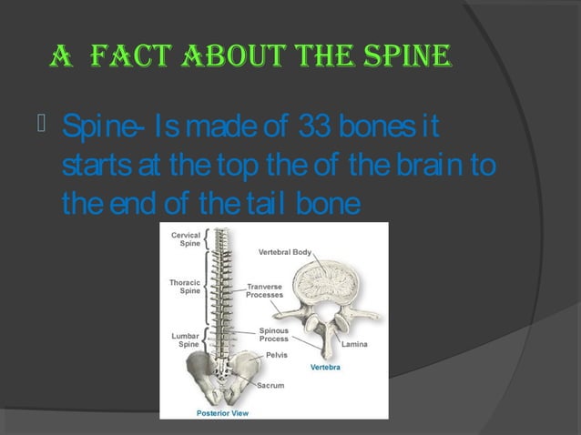 The skeleton system (1) | PPT
