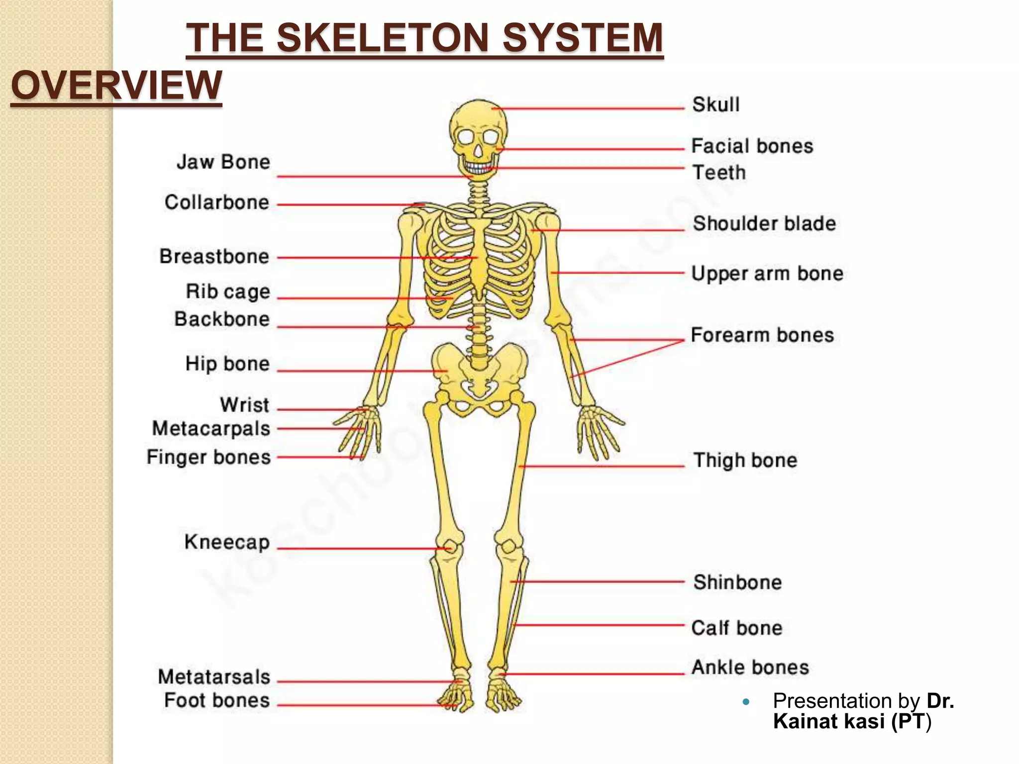 The skeleton system overview | PPTX | Death, Injury, or Military ...