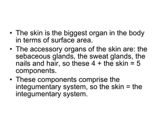The skin | PPT