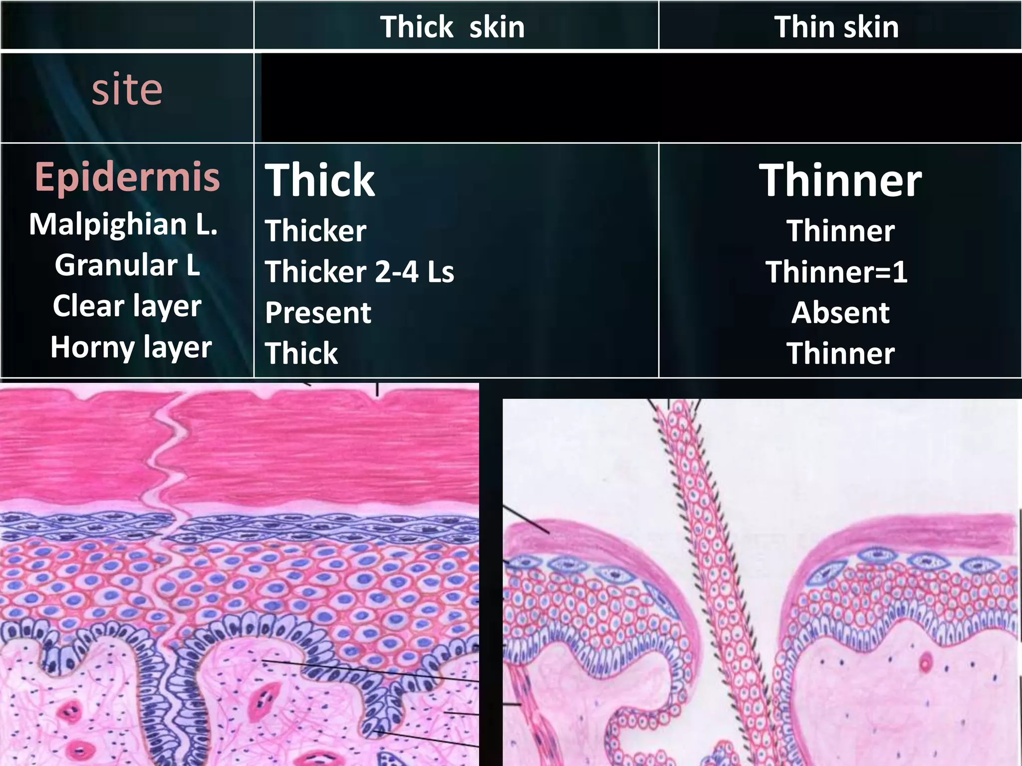 The Skin .... | PPTX