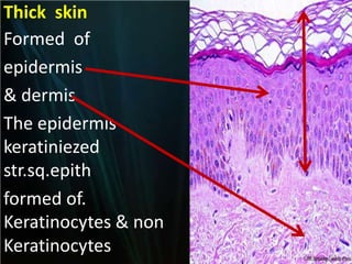 The Skin .... | PPTX