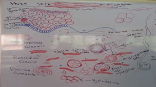 The skin | PPT | Free Download