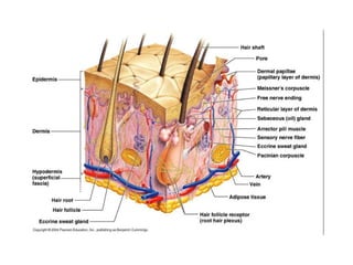The skin anatomy and function by prof _ok.pptx