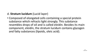 The skin (integumentary system) | PDF
