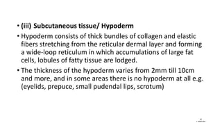 The skin (integumentary system) | PDF