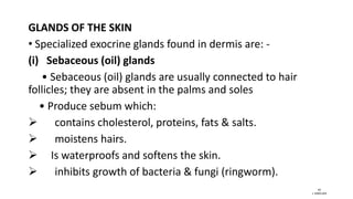 The skin (integumentary system) | PPT