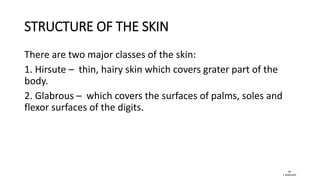 The skin (integumentary system) | PDF