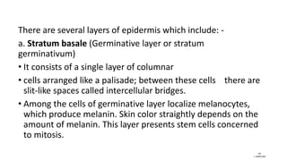 The skin (integumentary system) | PDF | Skin and Dermatology | Diseases ...