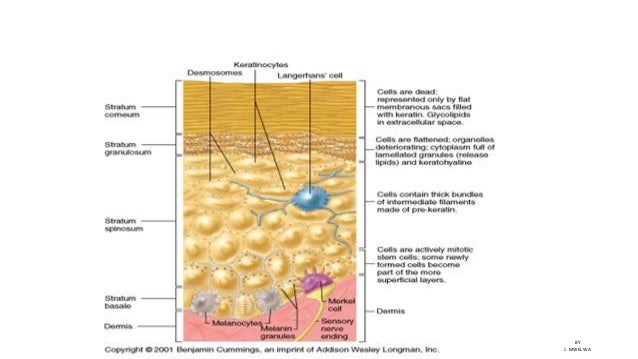 The skin (integumentary system)