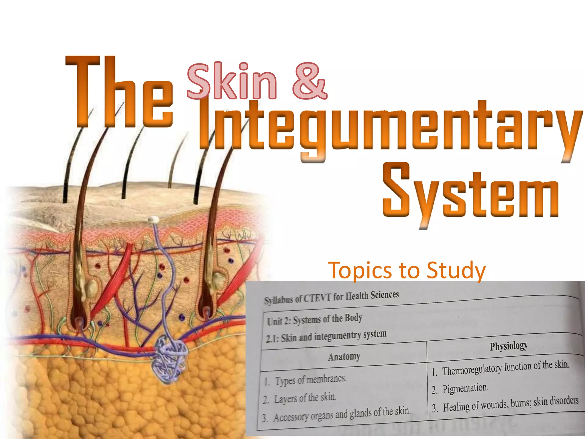 The skin & integumentary system. ppt | PDF