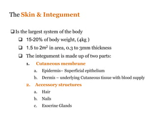 The skin & integumentary system. ppt | PDF