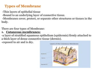 The skin & integumentary system. ppt | PDF