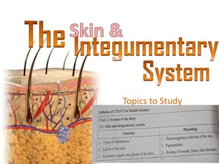 Integumentary System Powerpoint Lesson And Notes Skin