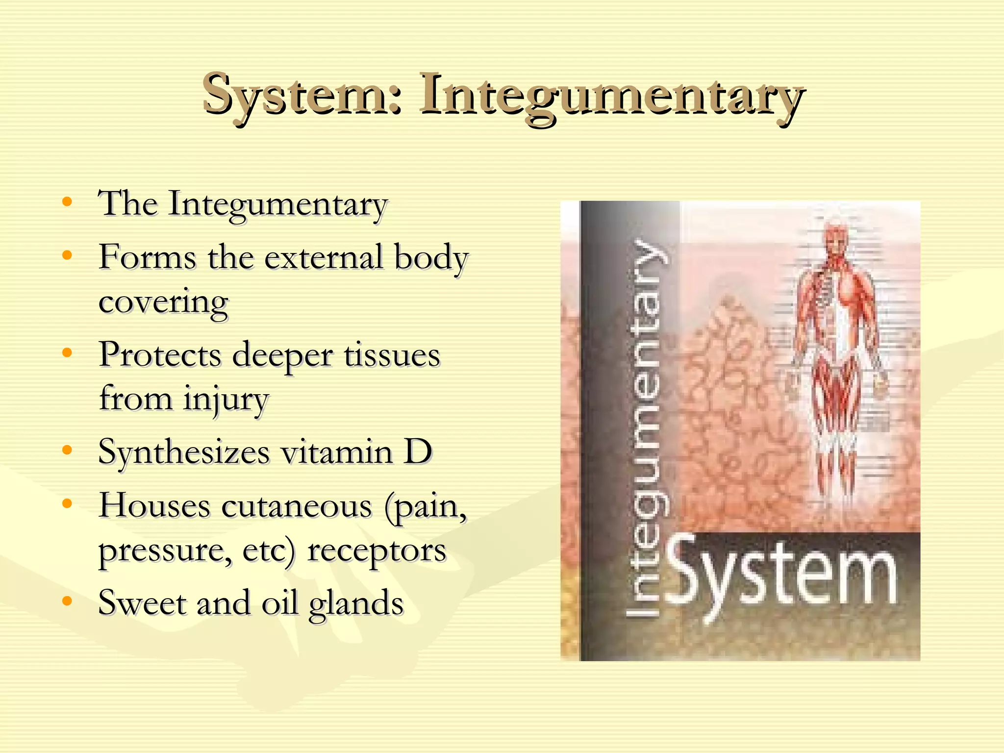 The skin presentation | PPT