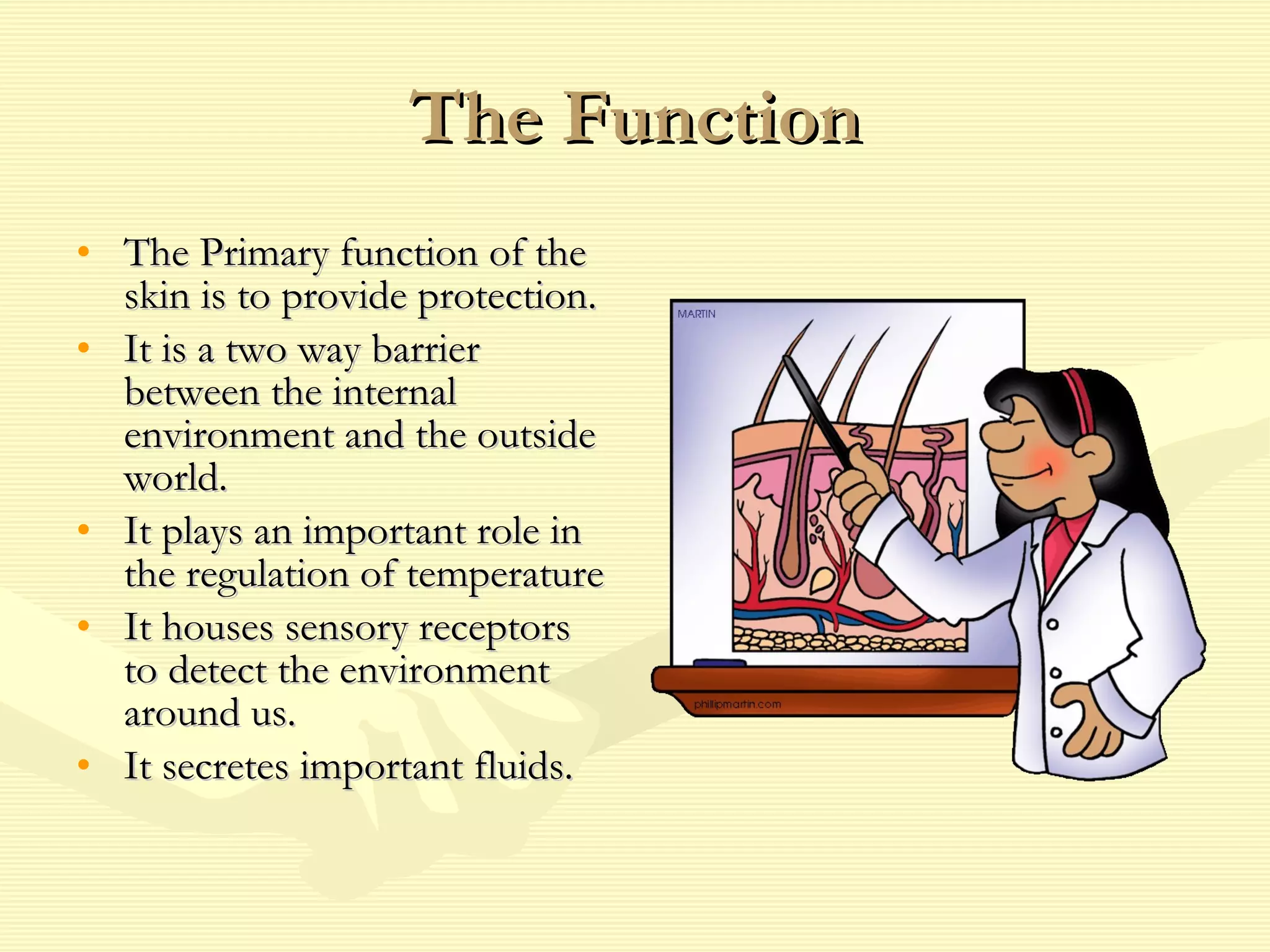 The skin presentation | PPT