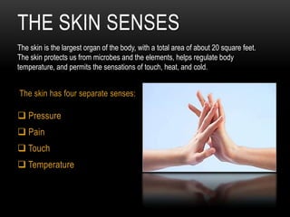The skin senses | PPTX