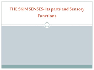The Skin Senses (Its Parts and Sensory Functions) | PPTX