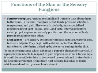 The Skin Senses (Its Parts and Sensory Functions) | PPTX
