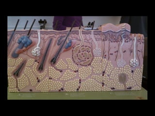 The skin structure | PPT