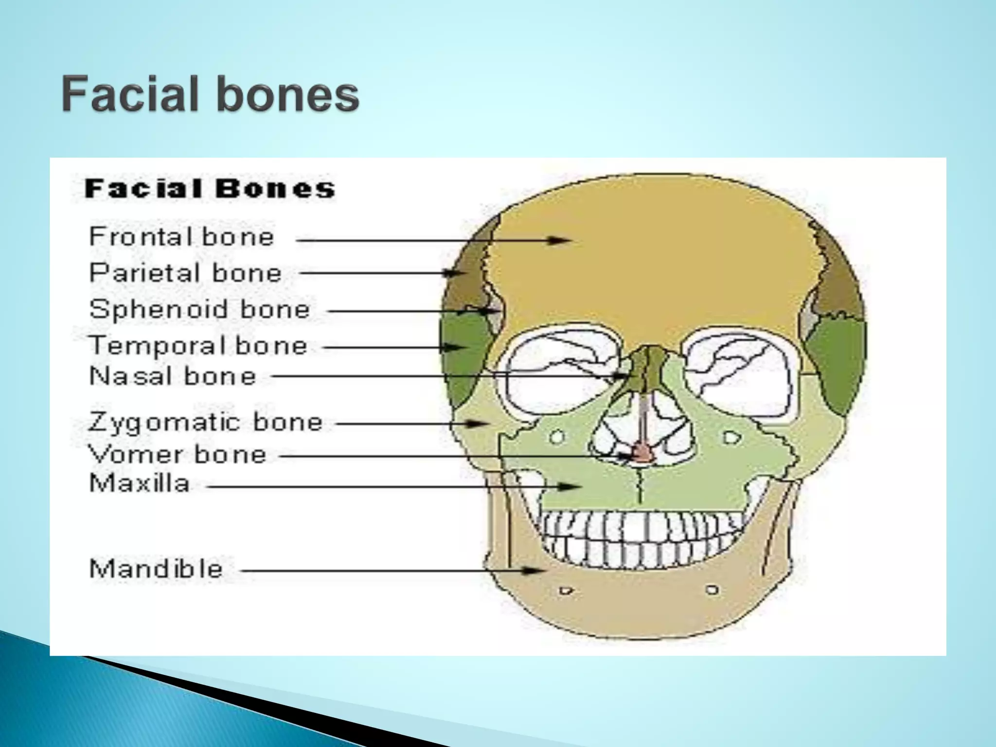 The Skull and Vertebral column | PPT