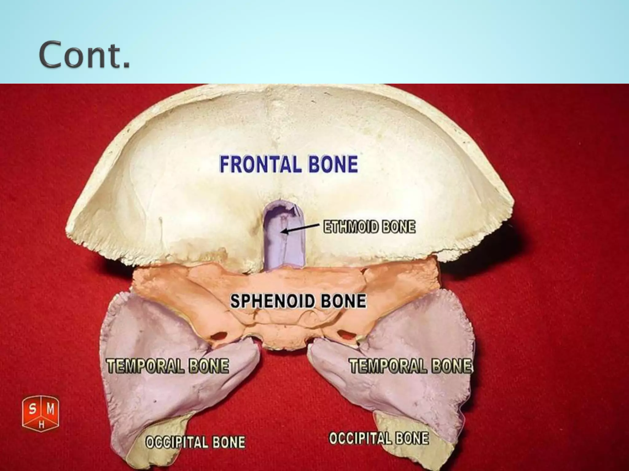 The Skull and Vertebral column | PPT