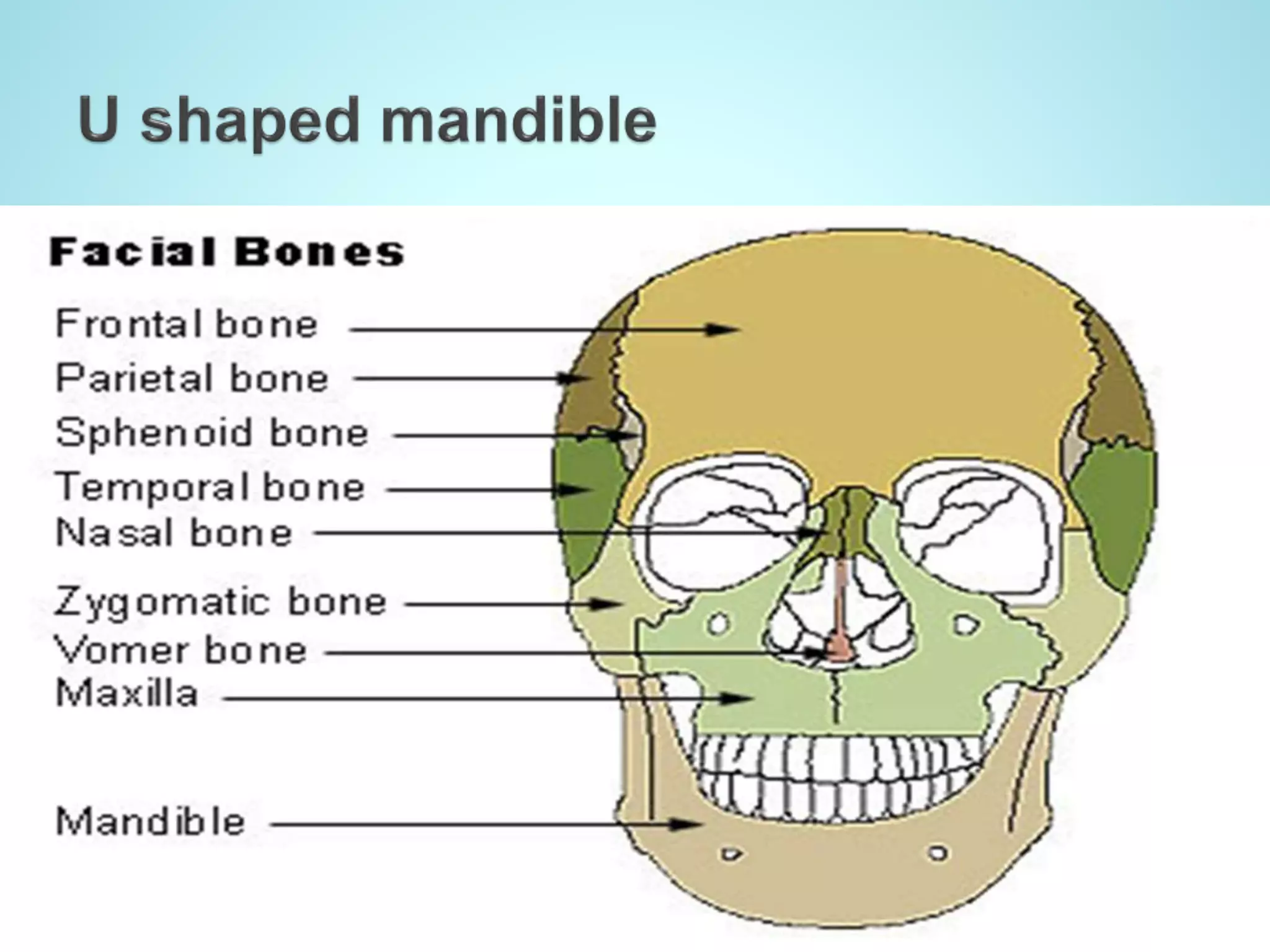 The Skull and Vertebral column | PPT