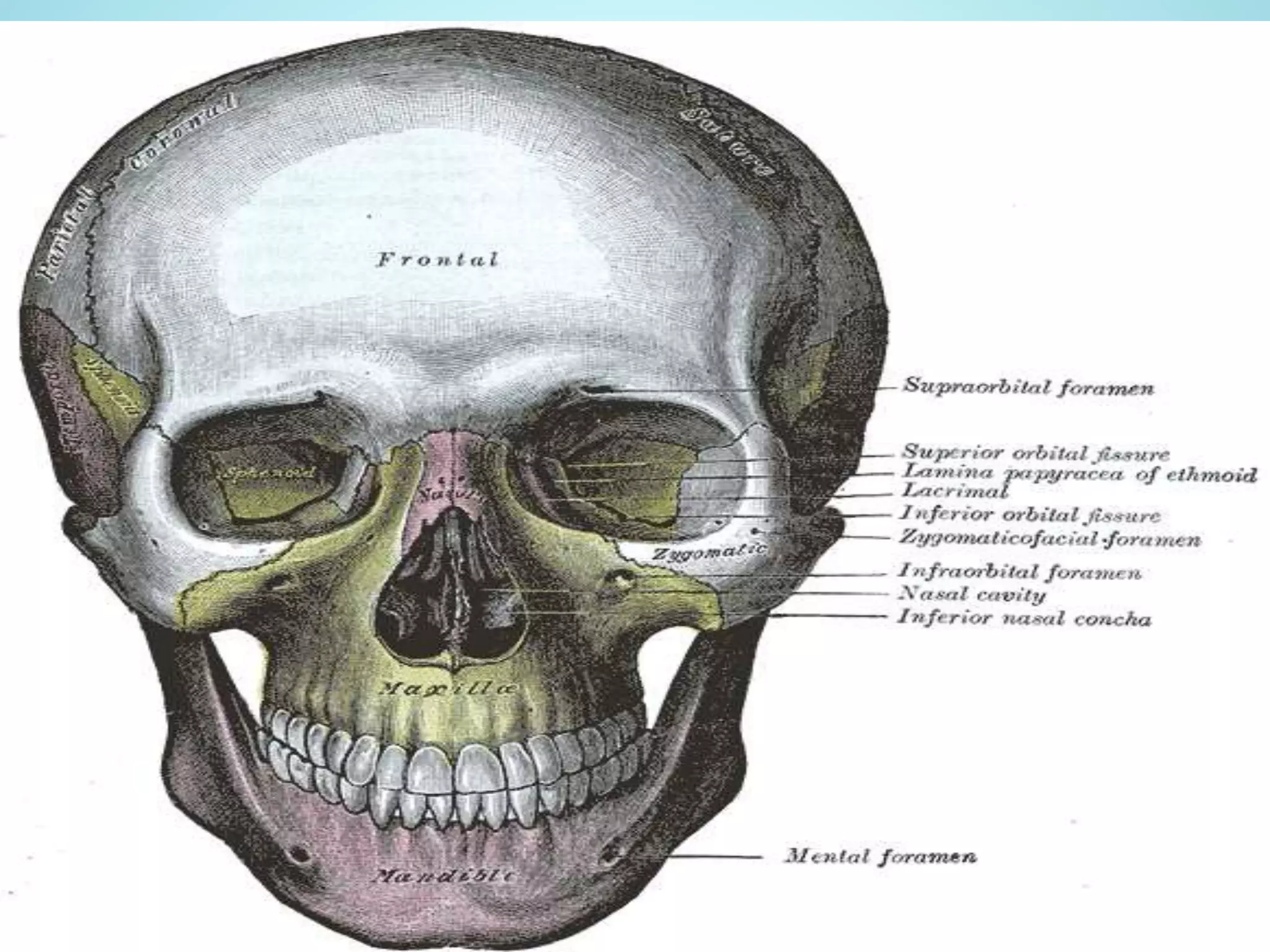 The Skull and Vertebral column | PPT