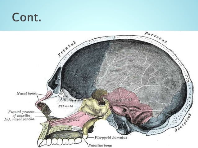 The Skull and Vertebral column | PPT
