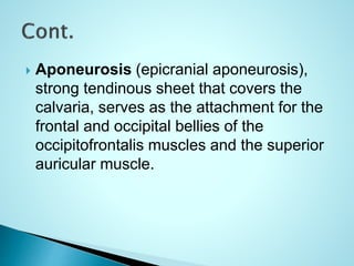 The Skull and Vertebral column | PPTX