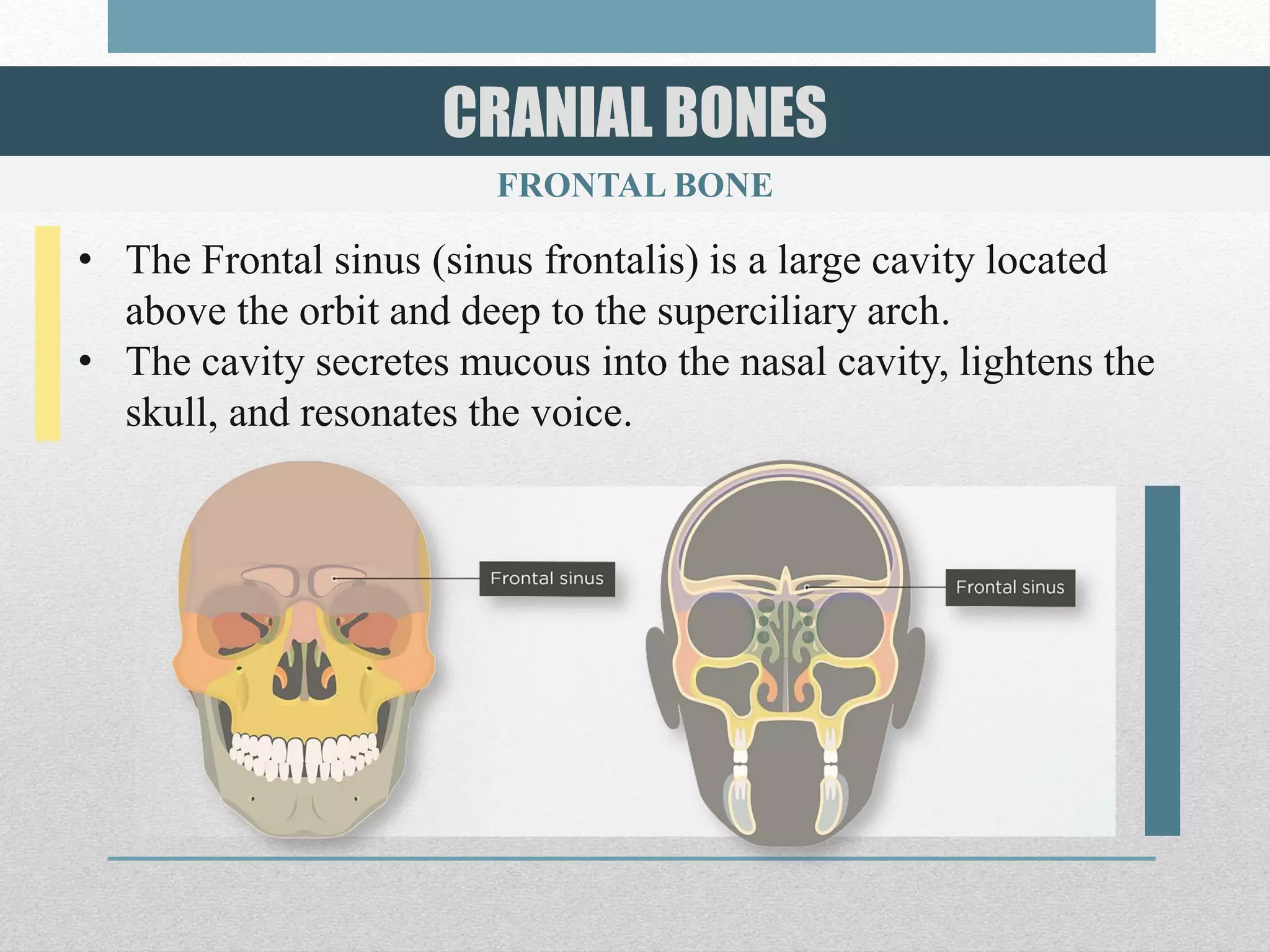 The skull bones anterior view | PDF