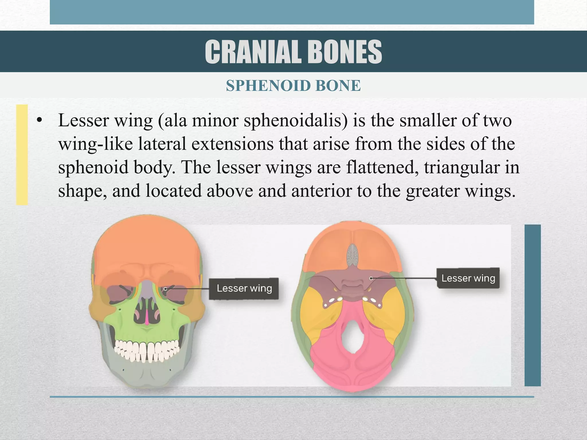 The skull bones anterior view | PDF
