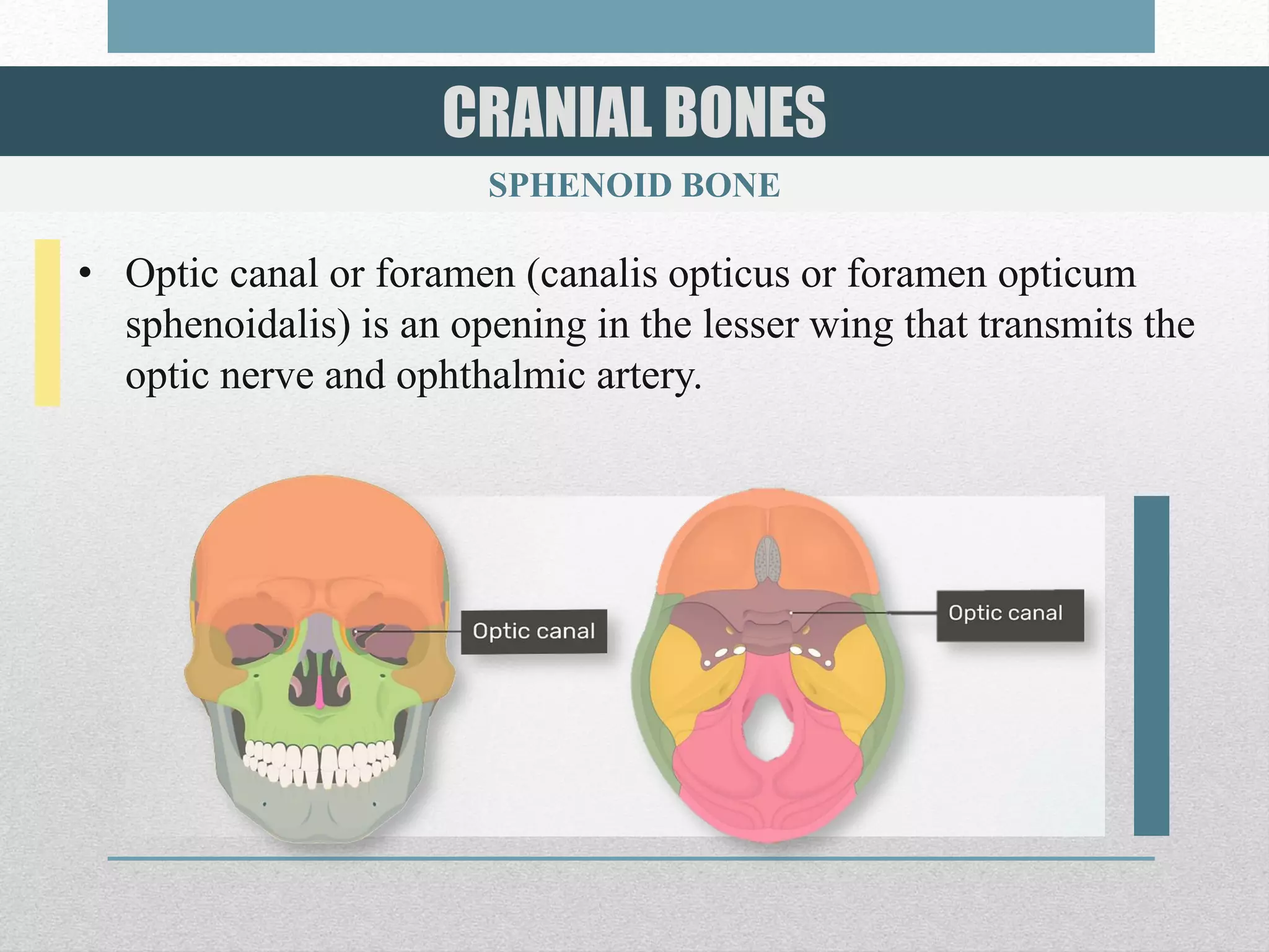 The skull bones anterior view | PDF