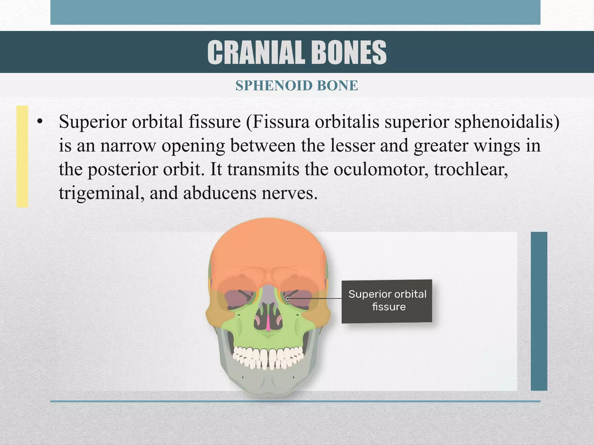 The skull bones anterior view | PDF