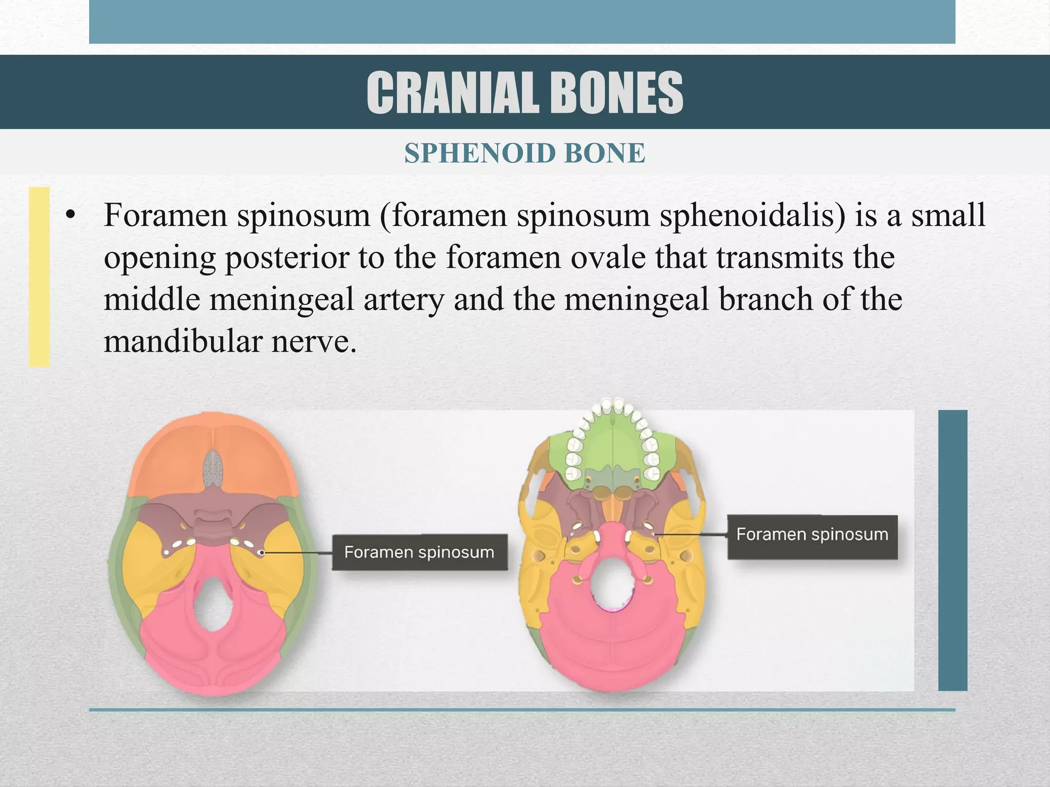 The skull bones anterior view | PDF