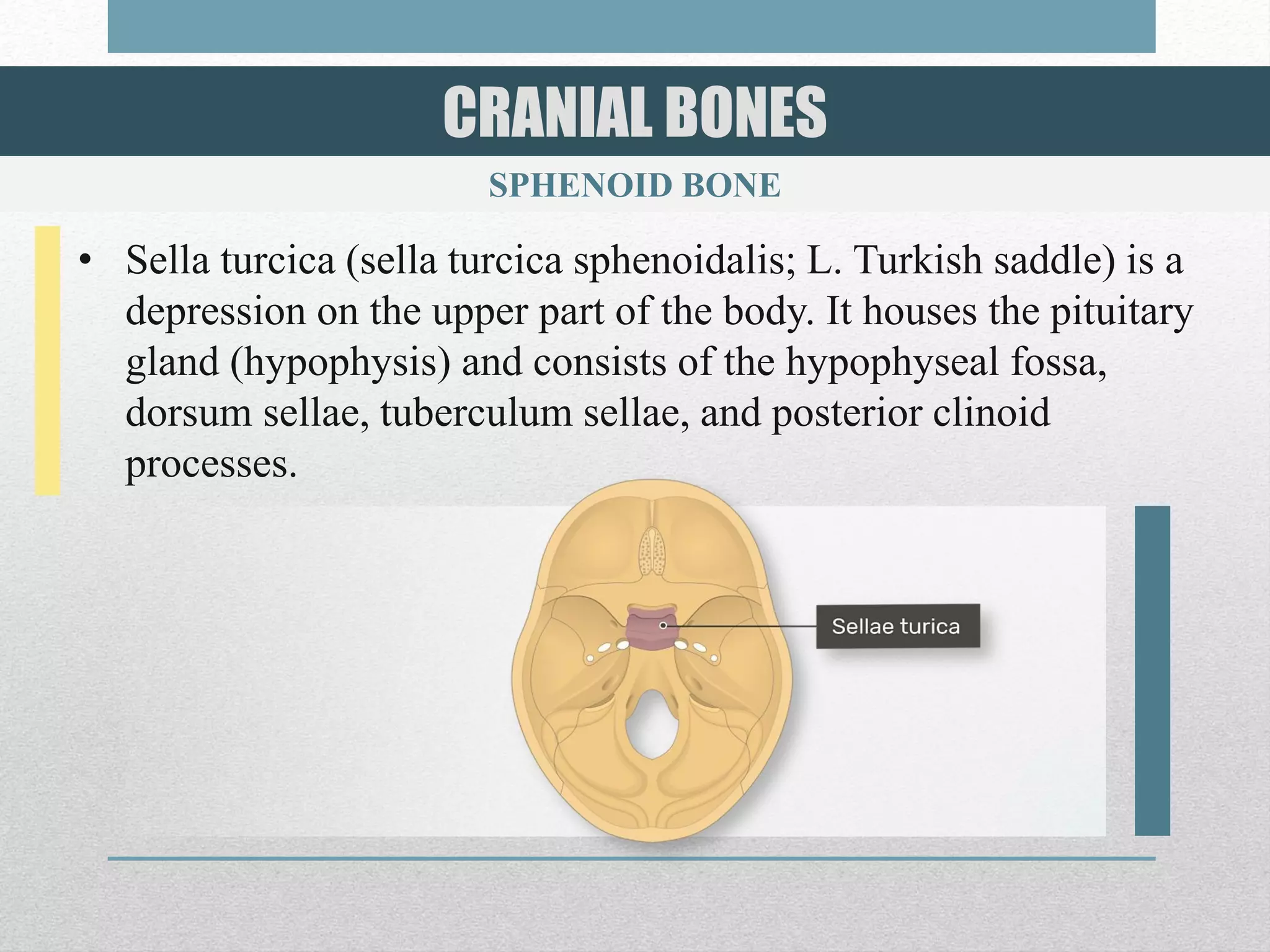 The skull bones anterior view | PDF