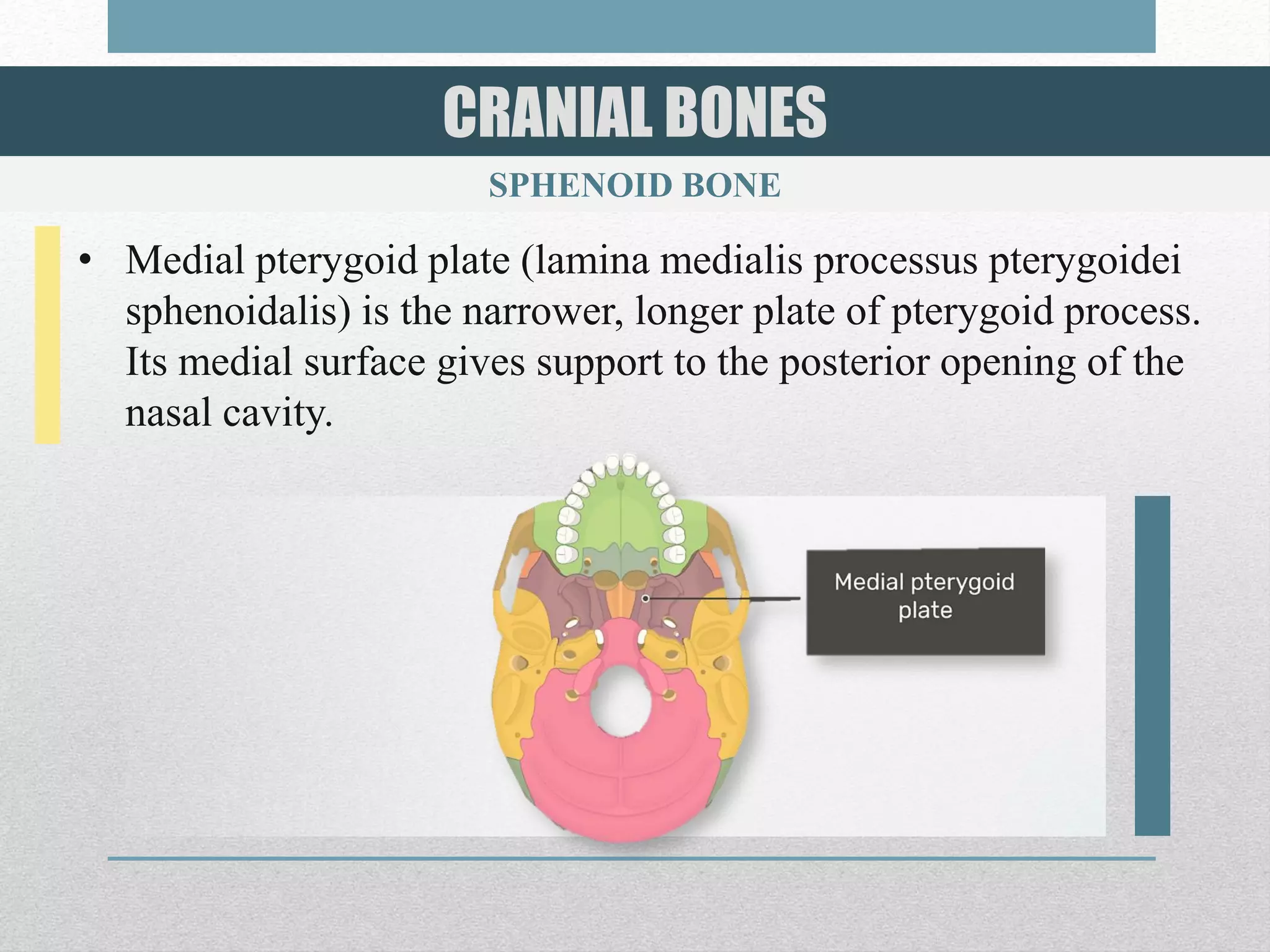 The skull bones anterior view | PDF